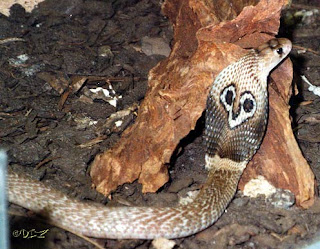 Serpentes: Cobra Capelo Indiana